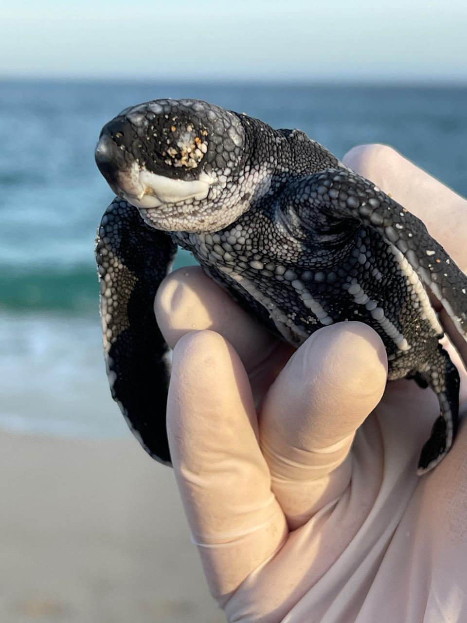 All About the Turtle Release Season in Los Cabos - Tortuga Bay