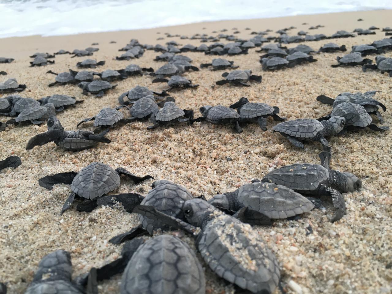 All About the Turtle Release Season in Los Cabos - Tortuga Bay